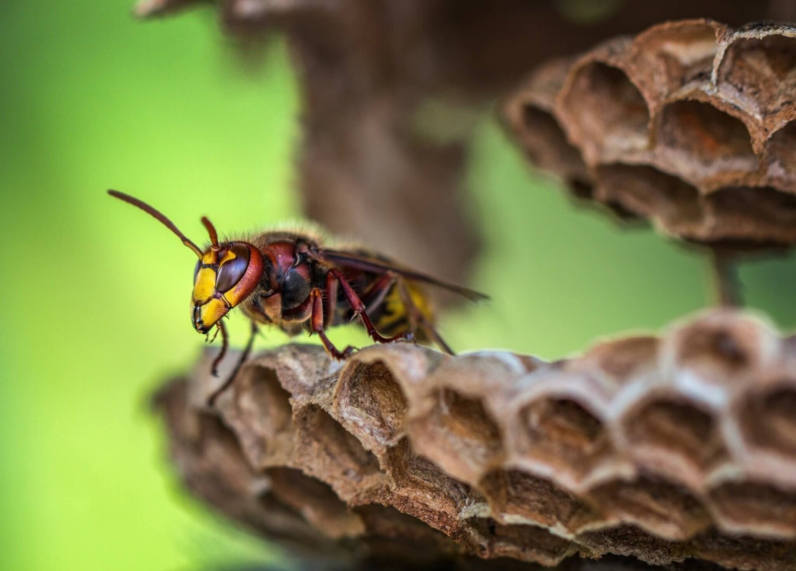 Ättika mot getingar: En naturlig lösning på ditt getingproblem